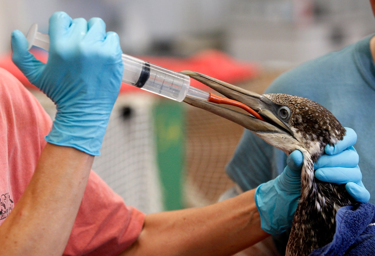 Oil Spill: 100 Days, 100 Photos