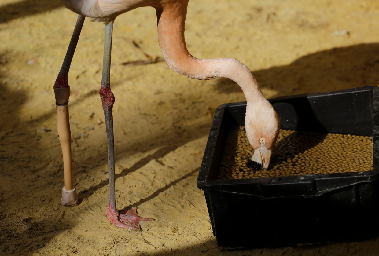 Flamingo amputee gets a new leg to stand on