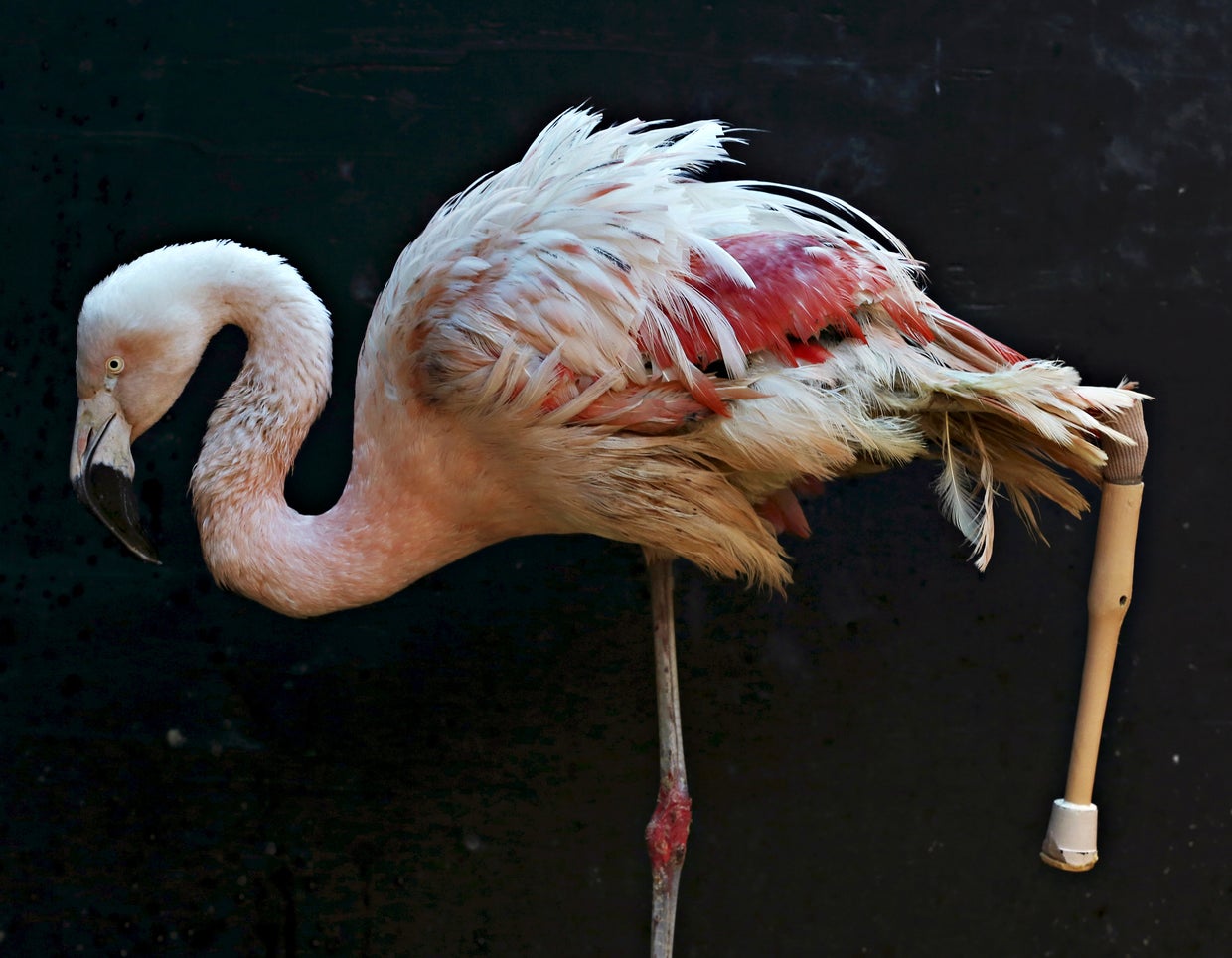 The year in pictures 2015