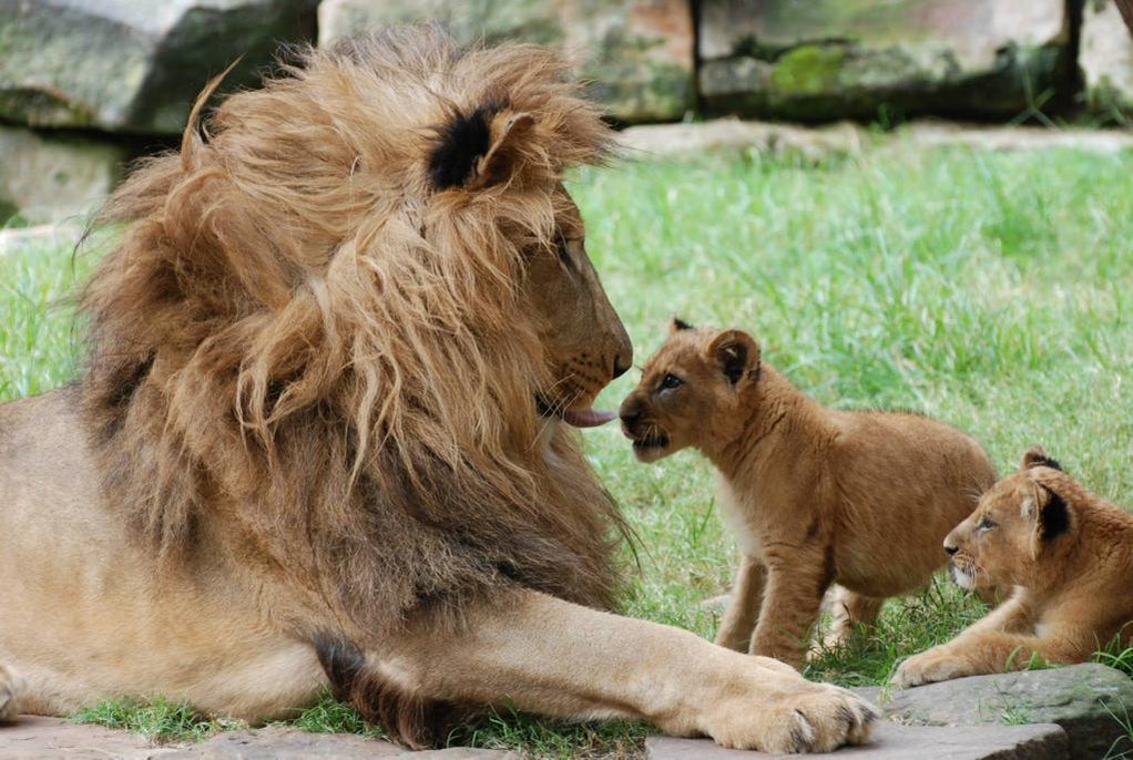 Adorable lion cubs meet dad for first time at Texas, Fort Worth Zoo ...
