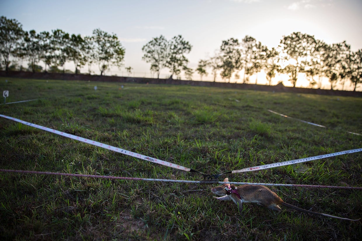 "HeroRATs" detect land mines and save lives