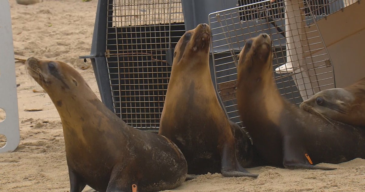 A lesson in rescuing sea lion pups - CBS News