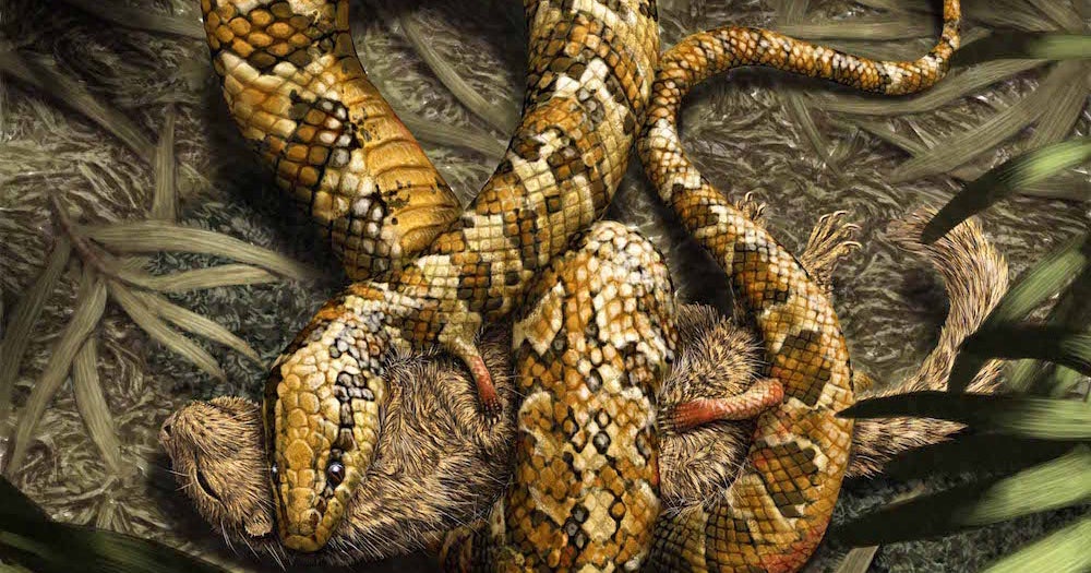 Fossil shows prehistoric snake had four feet - CBS News