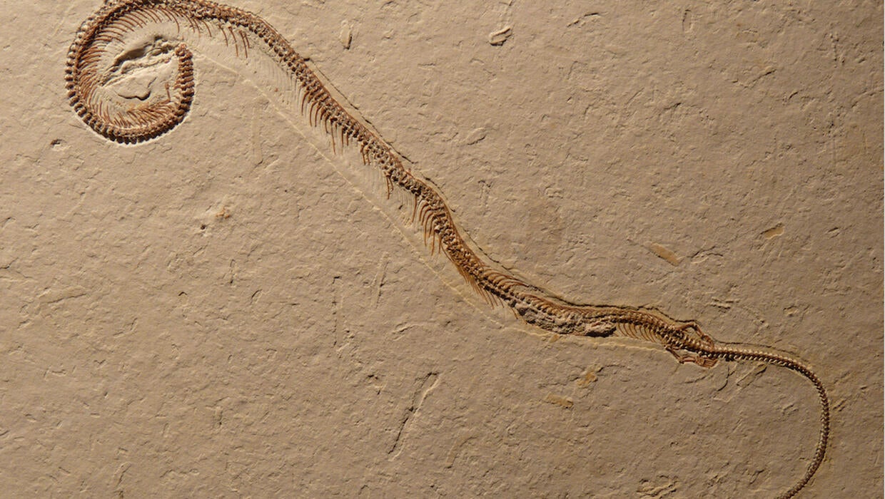 Fossil shows prehistoric snake had four feet - CBS News