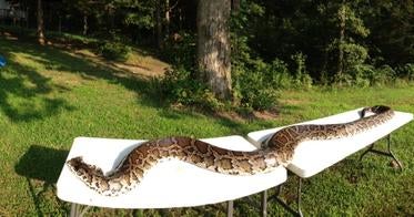 Missouri man kills 160-pound python terrorizing neighborhood - CBS News