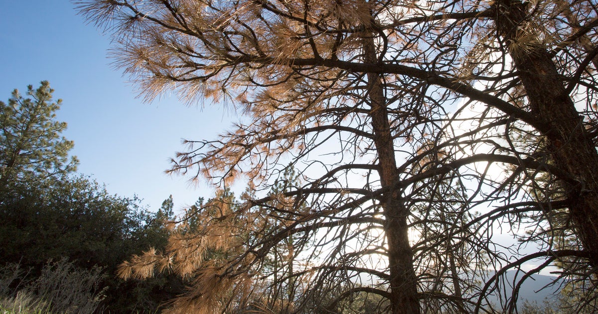 California drought raises fears of dead trees falling - CBS News