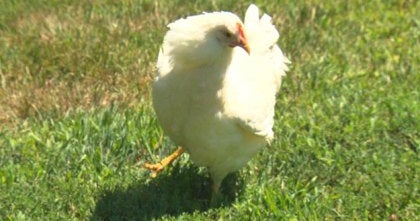 Chicken to get 3D-printed prosthetic leg - CBS News