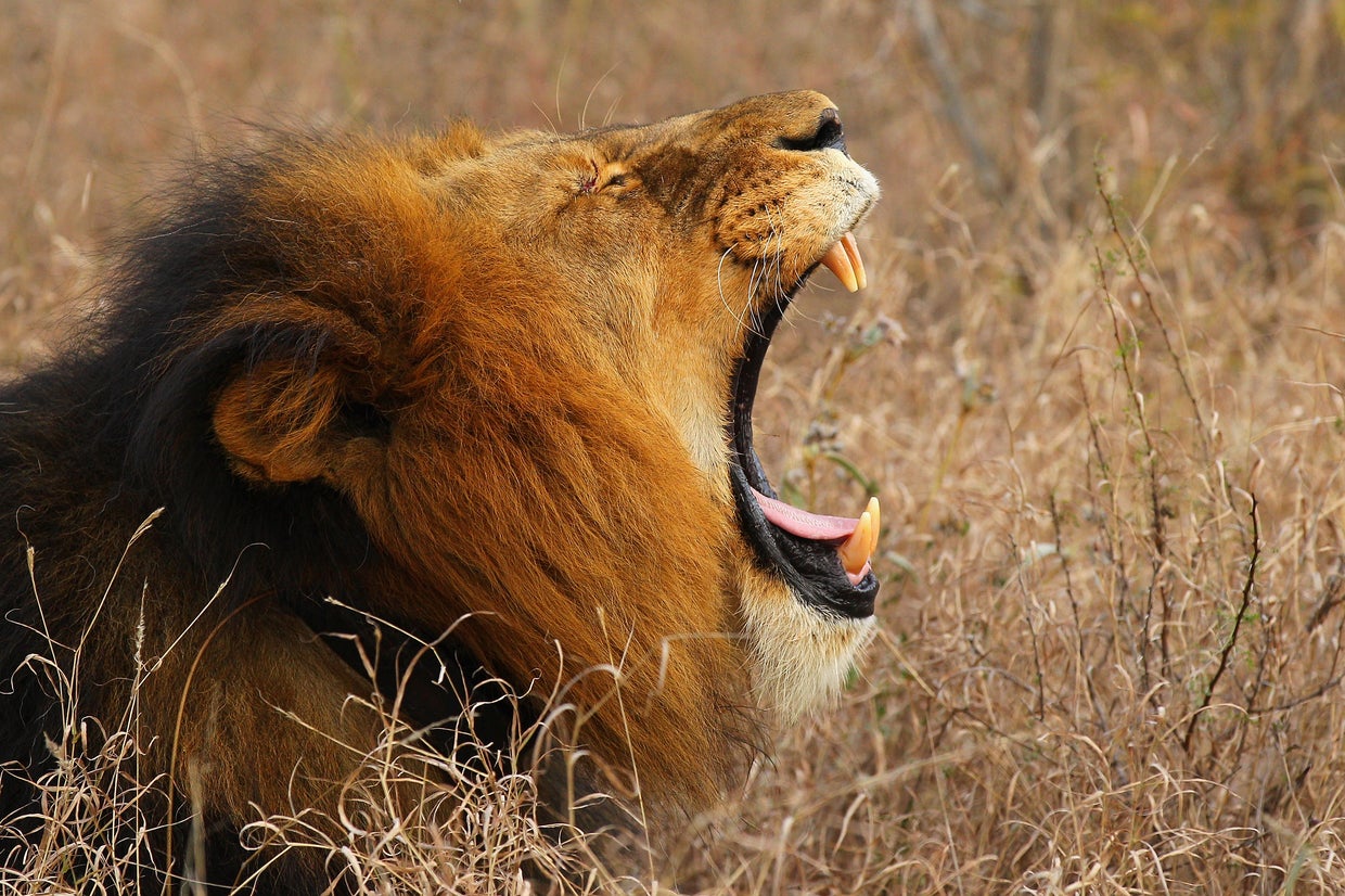 Everything you need to know about lions