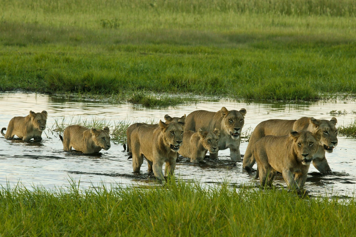 Everything you need to know about lions