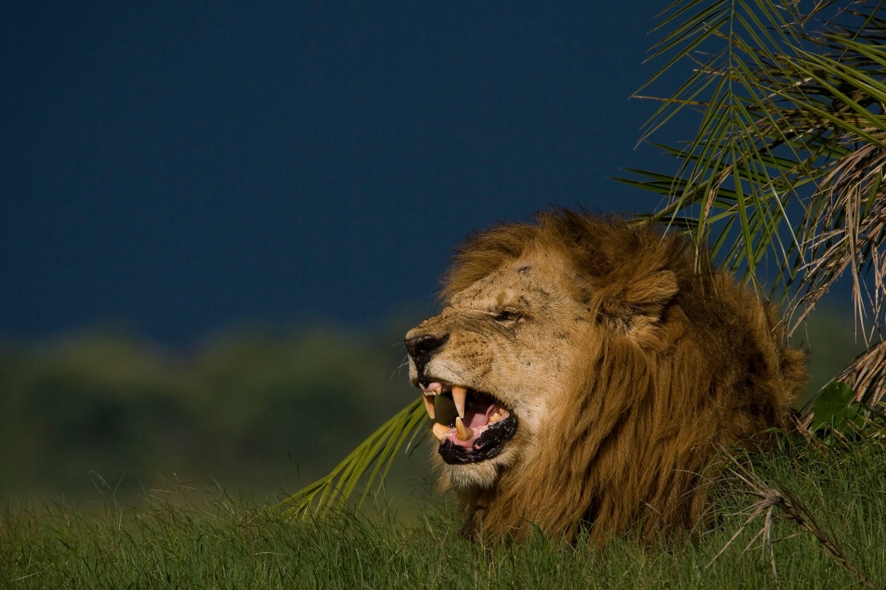 Everything you need to know about lions