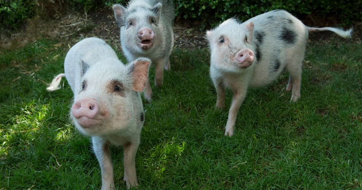 Pigs with privilege are more optimistic, study shows - CBS News