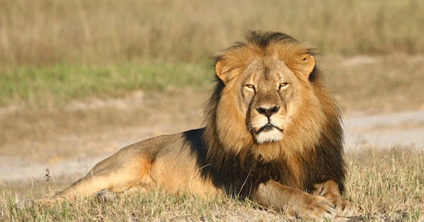 Safari club attacked for incentives to kill rare animals - CBS News