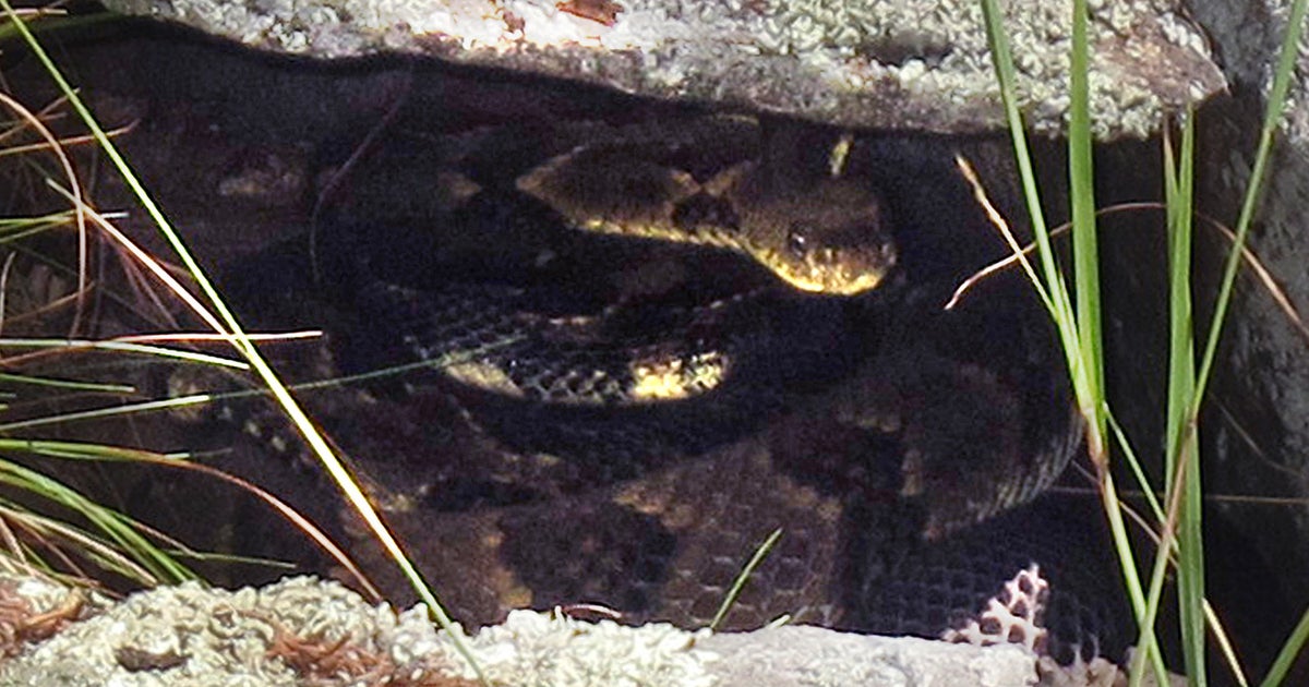 Mystery fungus killing snakes in several states - CBS News