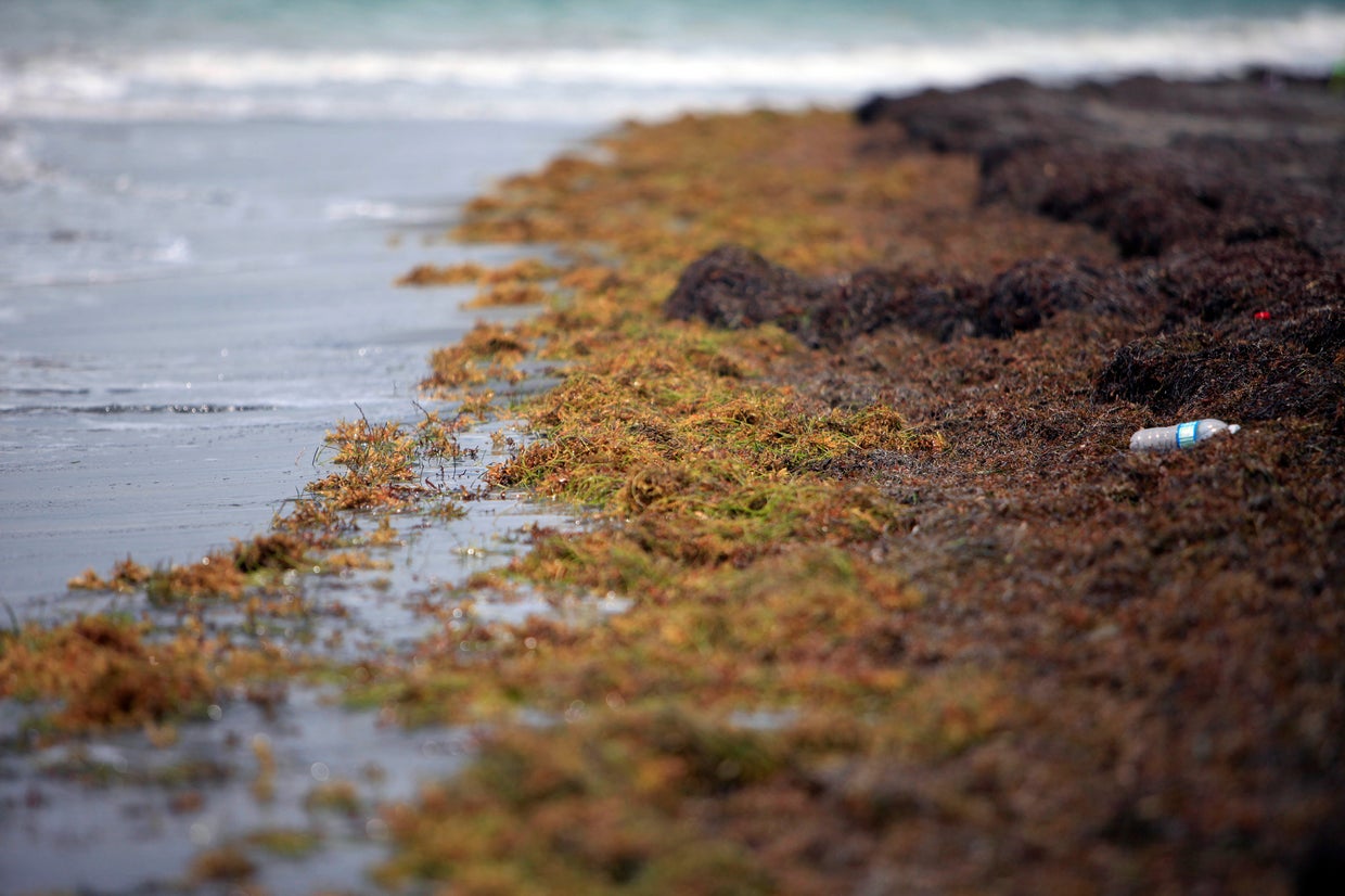 Mats of decaying seaweed piling up on Caribbean beaches - CBS News