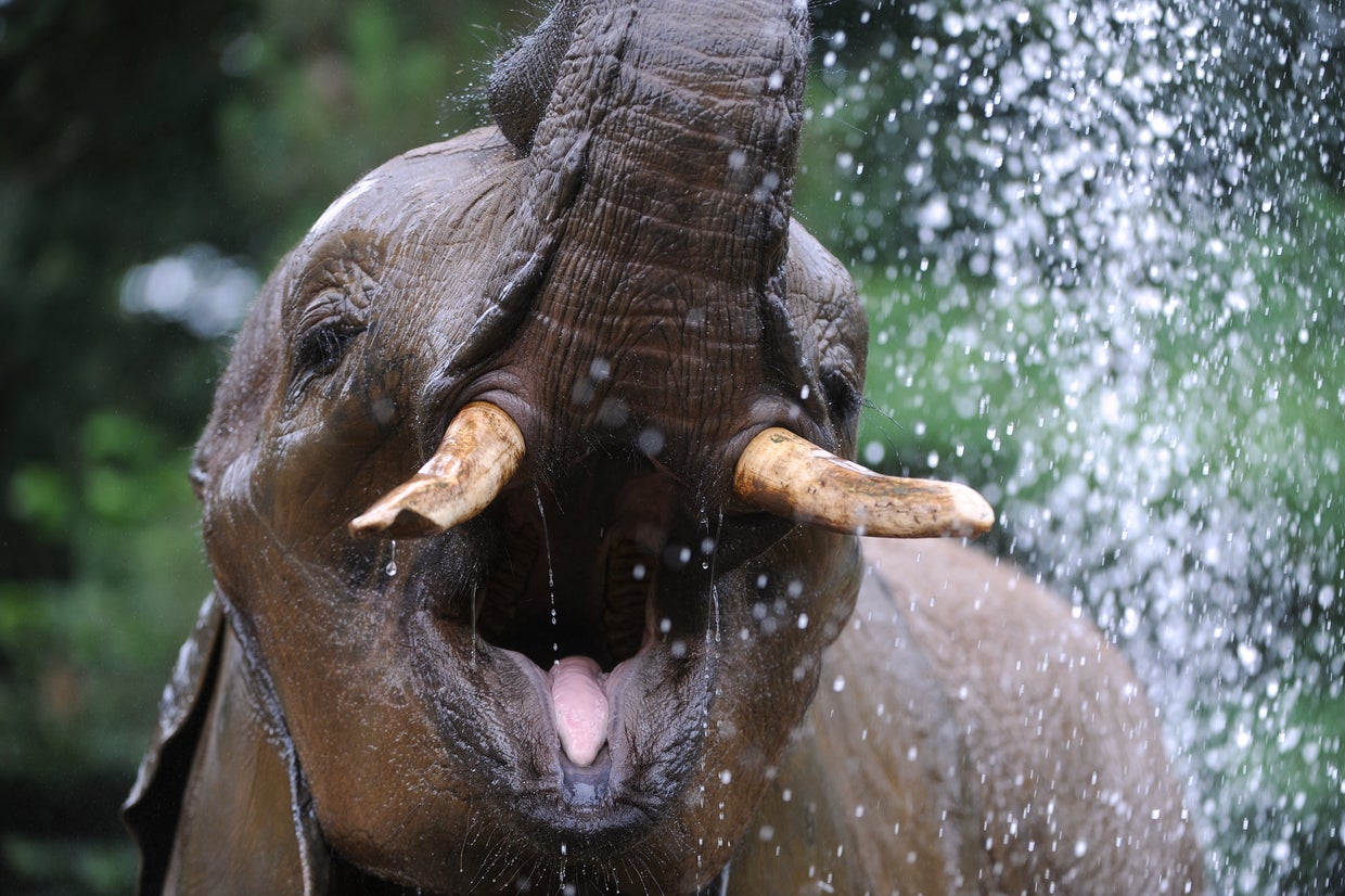 25 Wild facts about elephants