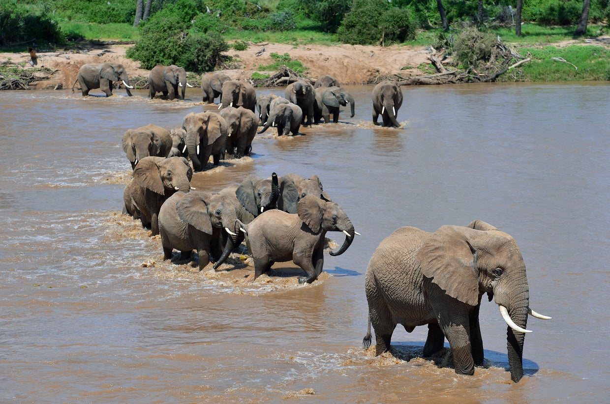 25 Wild facts about elephants