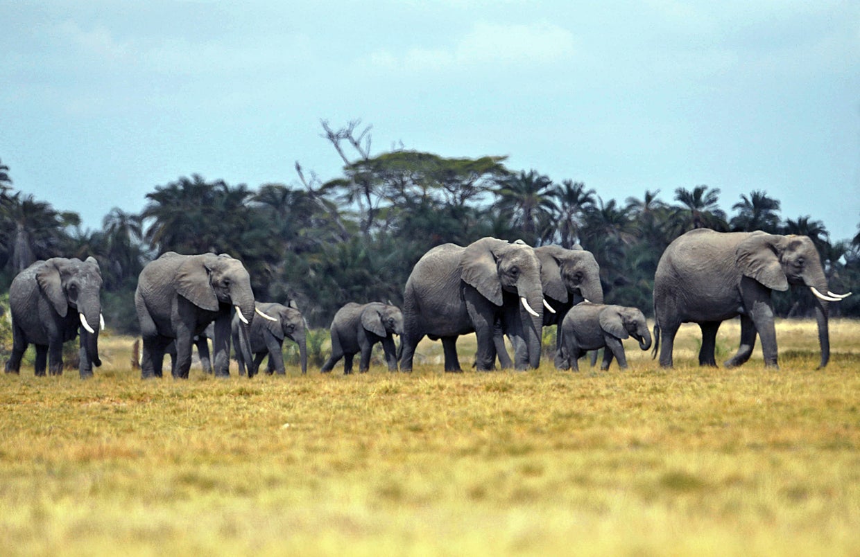 25 Wild facts about elephants