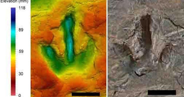 Ancient footprints may show dinosaur duo strolling along the beach ...