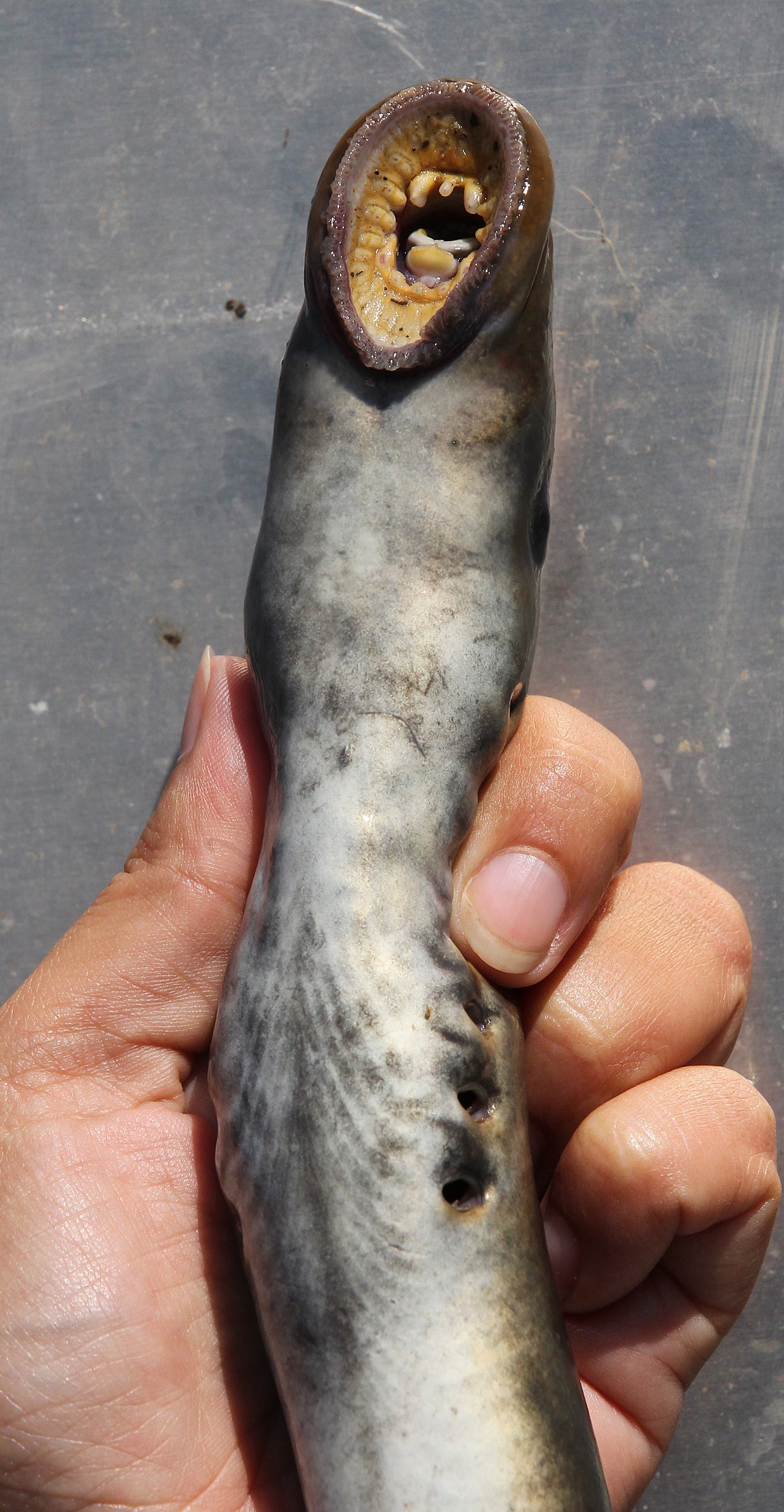 The curious incident of the fish monsters in the sky