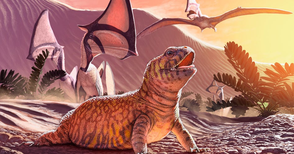 Old World lizard fossil found in New World changes evolution timeline ...