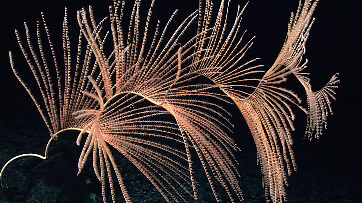 Amazing deep sea creatures of Hawaii