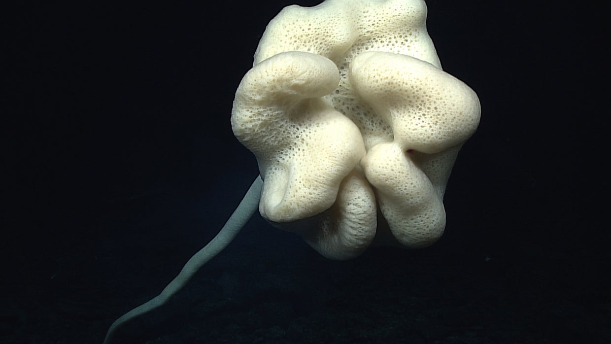 Amazing deep sea creatures of Hawaii