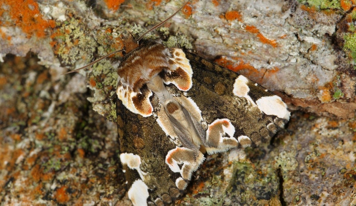 Winged wonders of the Amazon