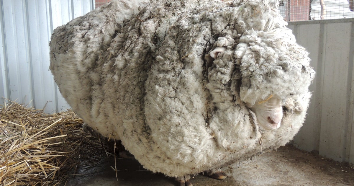 Lost Aussie sheep found in the wild, yields 89 pounds of fleece - CBS News
