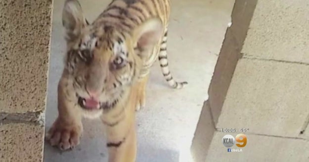 Tiger cub found roaming streets in Southern California - CBS News