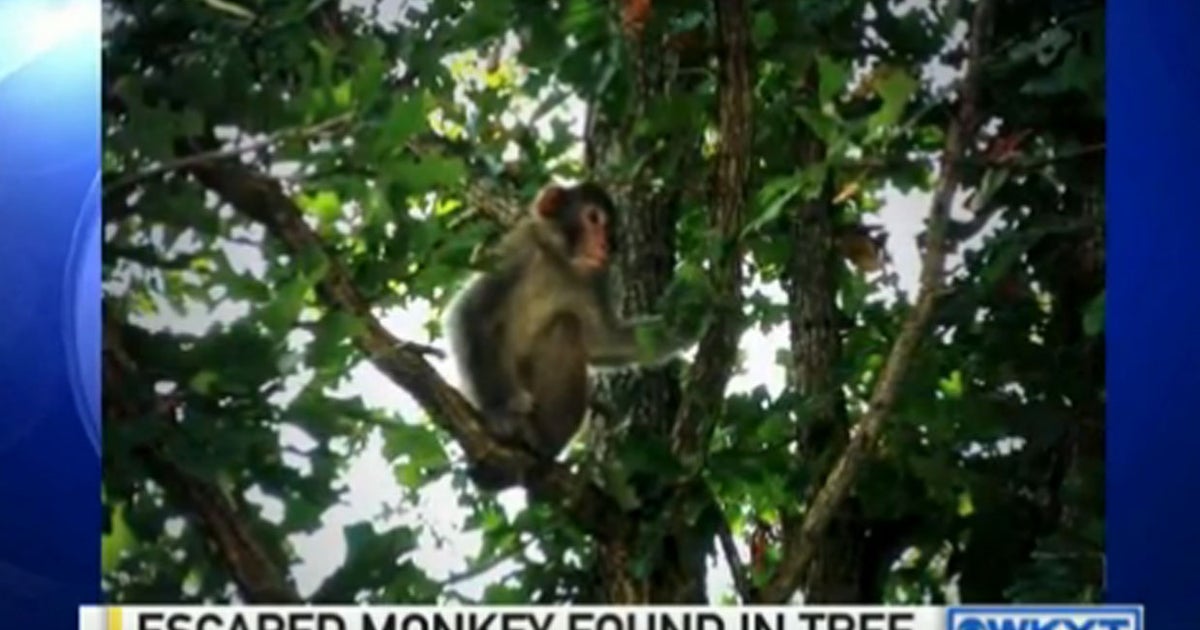 Monkey in the middle of police pursuit in Kentucky; macaque was up a ...