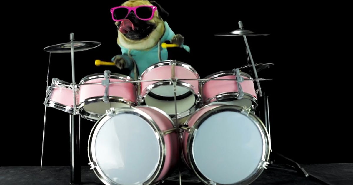 Pug plays drums to Metallica, on The Feed! - CBS News