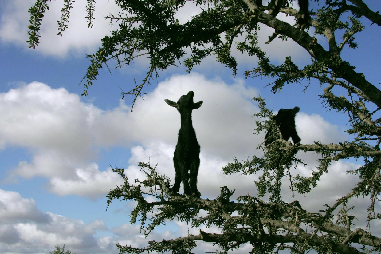The poop of these Moroccan tree goats produces pricey argan oil