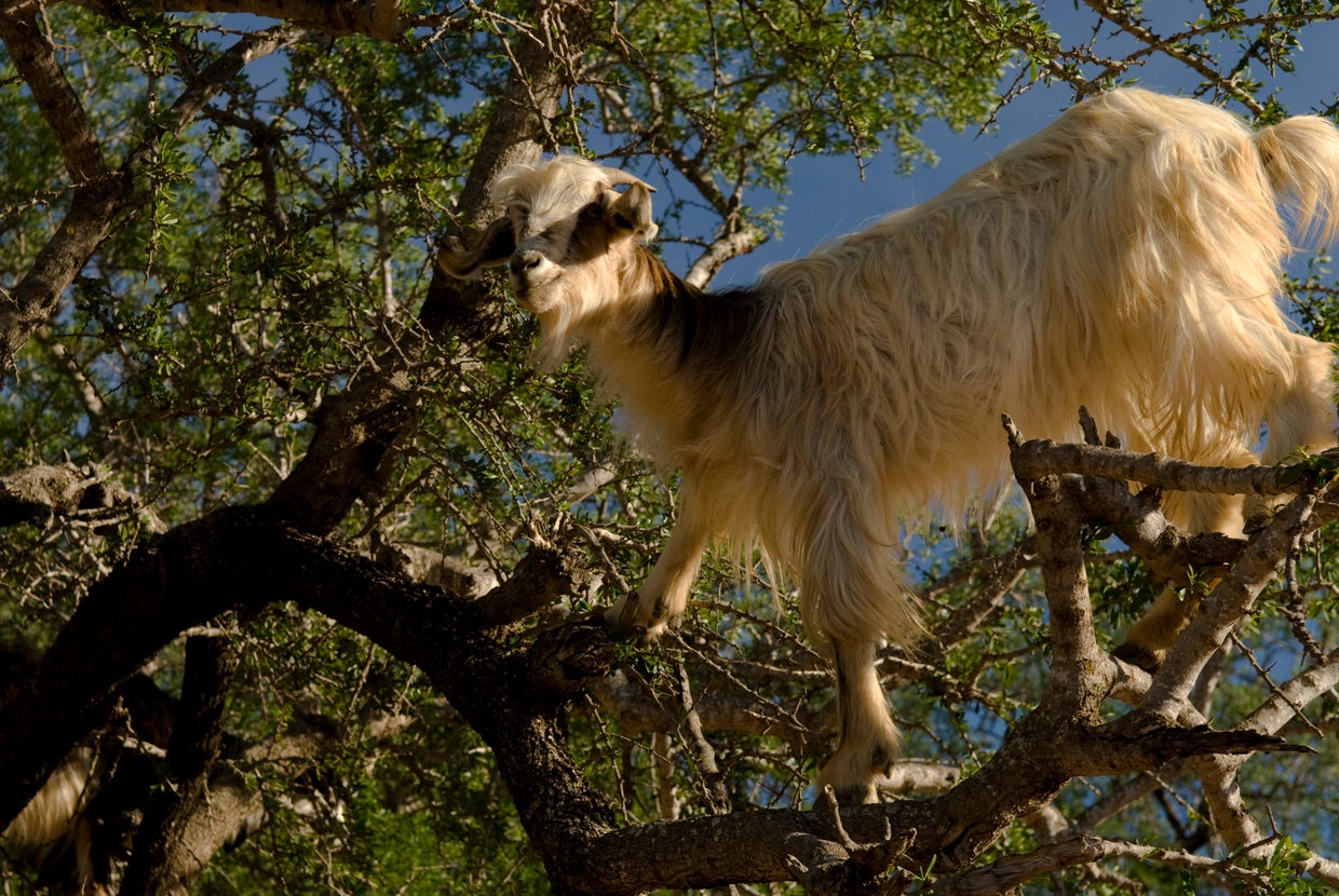 The poop of these Moroccan tree goats produces pricey argan oil