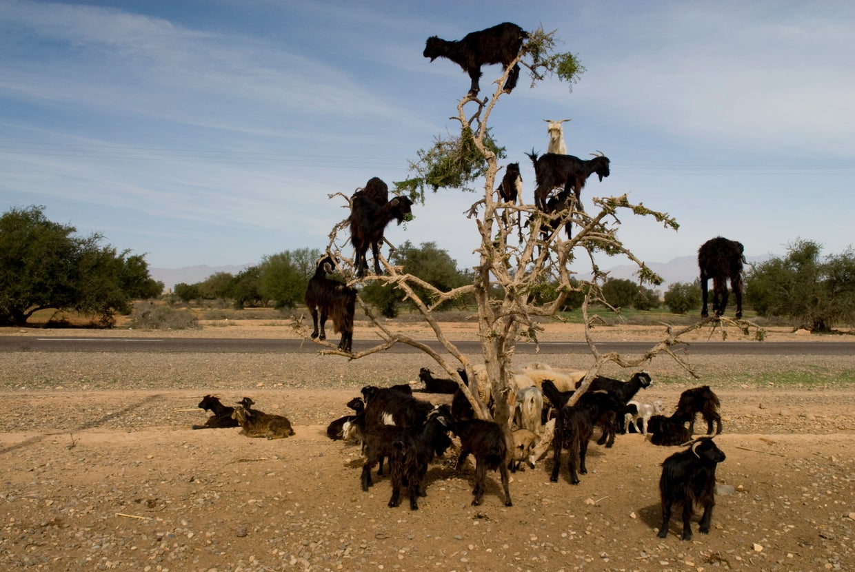 The poop of these Moroccan tree goats produces pricey argan oil