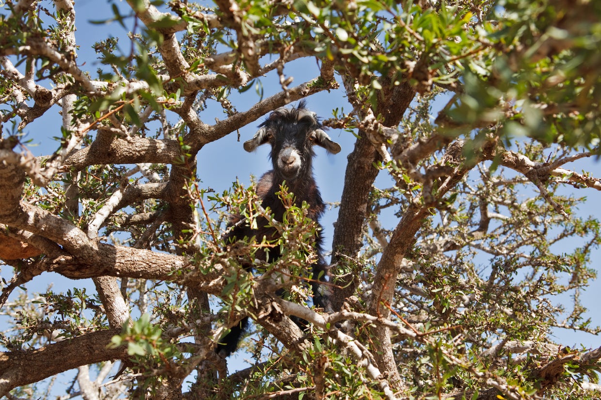The poop of these Moroccan tree goats produces pricey argan oil