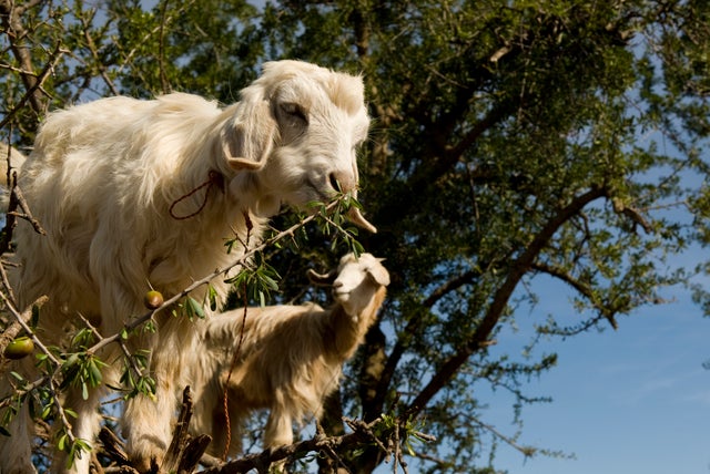 Argan Oil From Goat Poop
