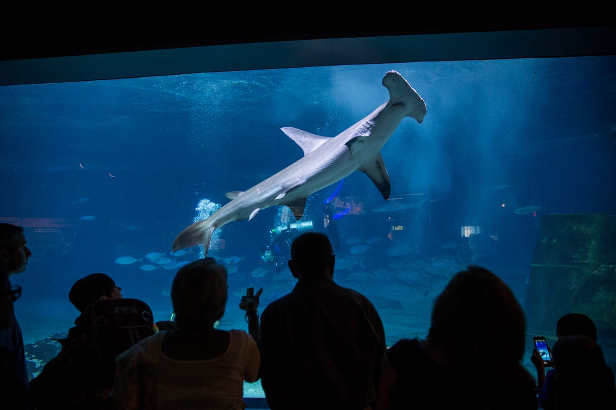 Shark attacks (WARNING: GRAPHIC IMAGES)
