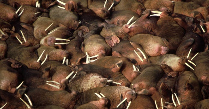 Dead walruses found on Alaska beach - CBS News