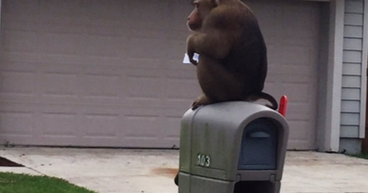 911 caller: Monkey's eating mail out of neighbor's mailbox - CBS News