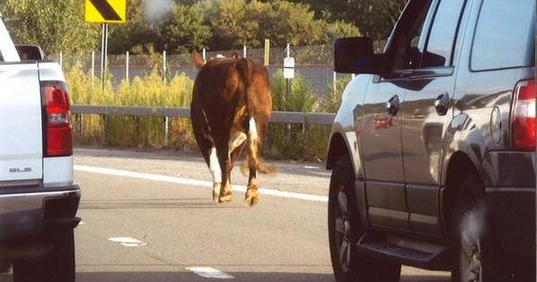 Rogue cow, on the loose for months, spotted in central New York - CBS News