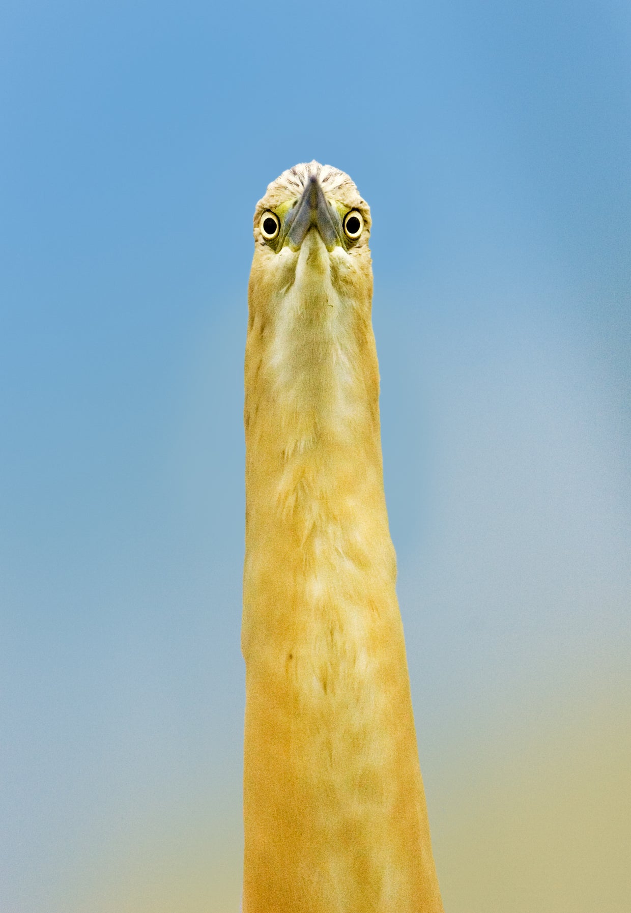 Hilarious winners of The Comedy Wildlife Photography Awards