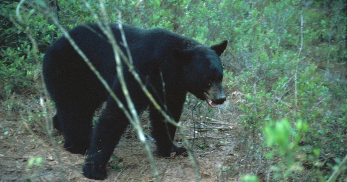 Mother, 19-month-old daughter killed in collision with black bear - CBS ...