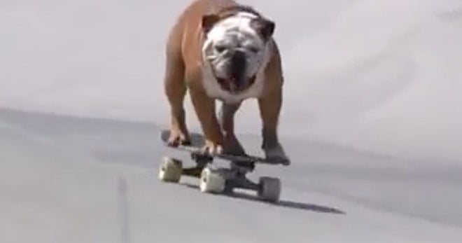 Passage: Tillman the skateboarding bulldog - CBS News