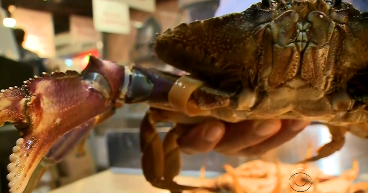 Dangerous toxin closing California crab season - CBS News