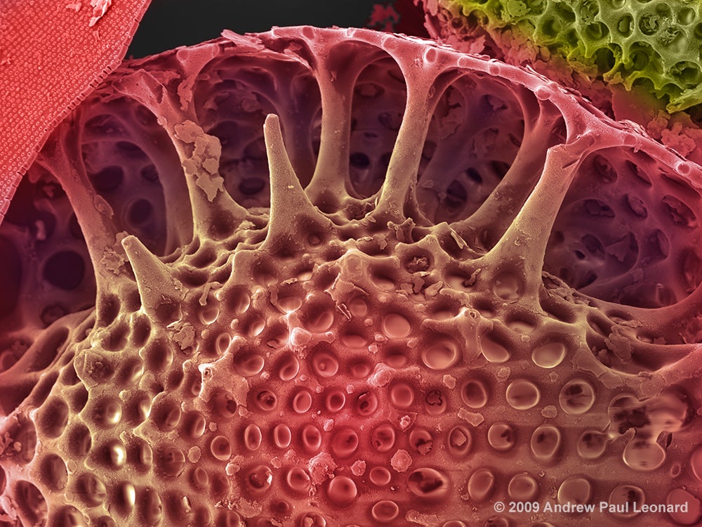 Nature's building blocks up close