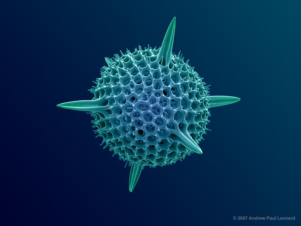 Nature's building blocks up close