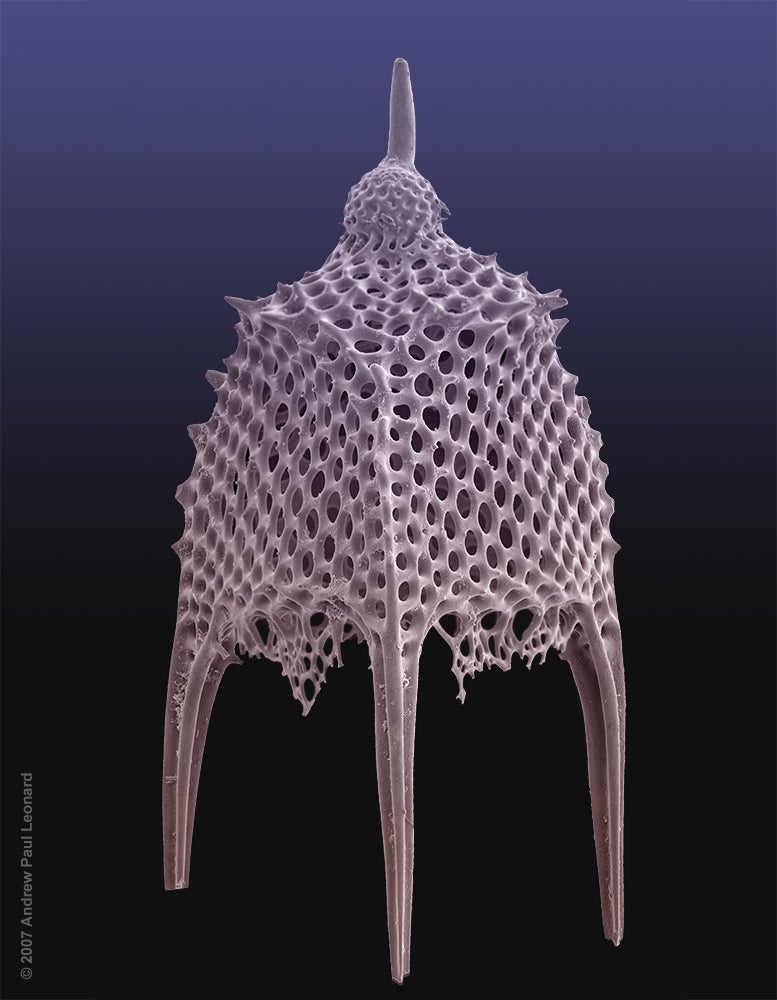 Nature's building blocks up close