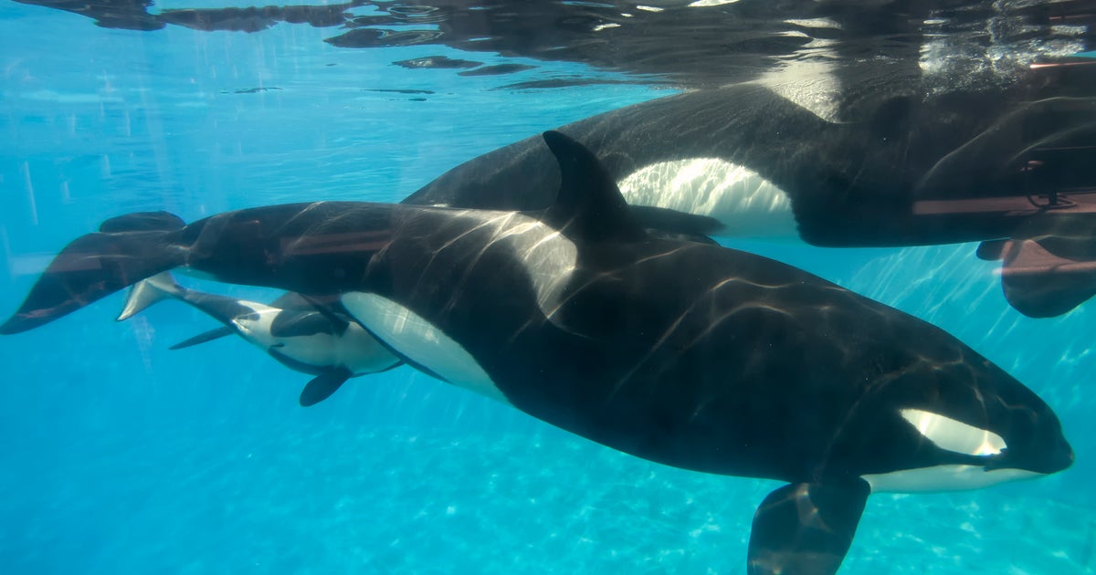 SeaWorld draws curtain on killer whale show in San Diego - CBS News