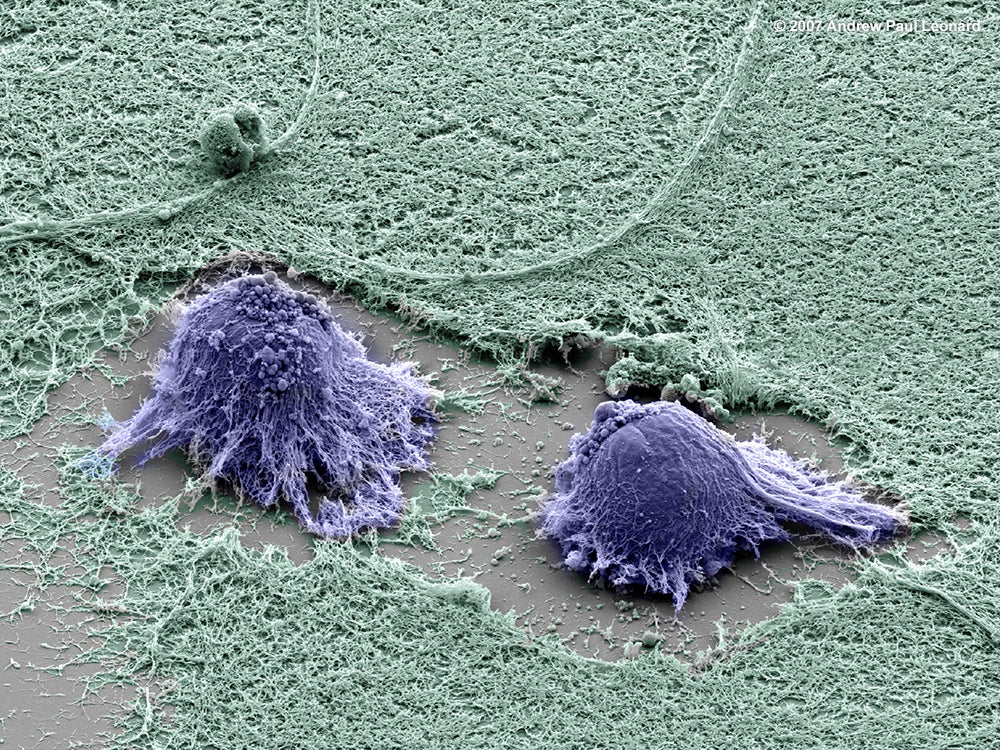 Nature's building blocks up close