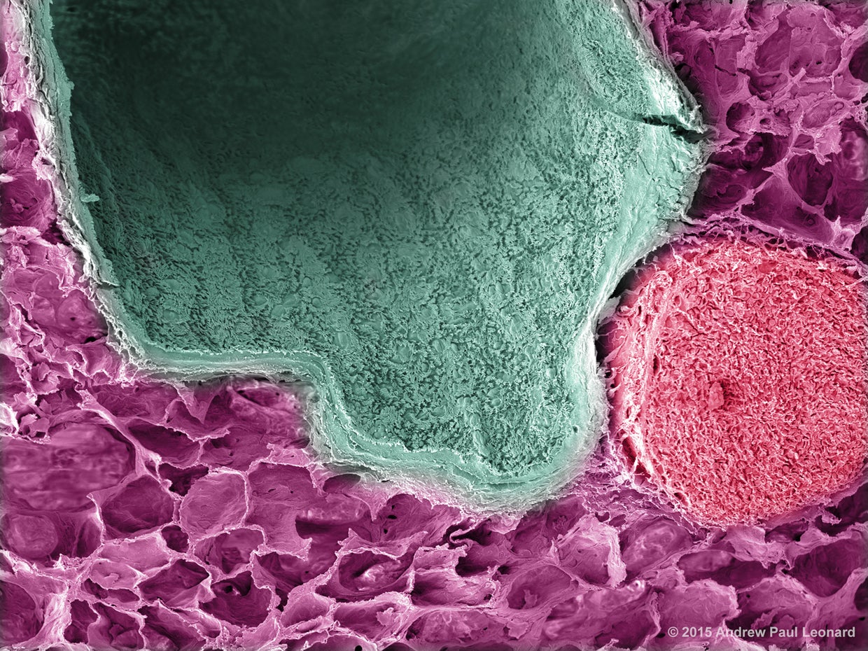 Nature S Building Blocks Up Close